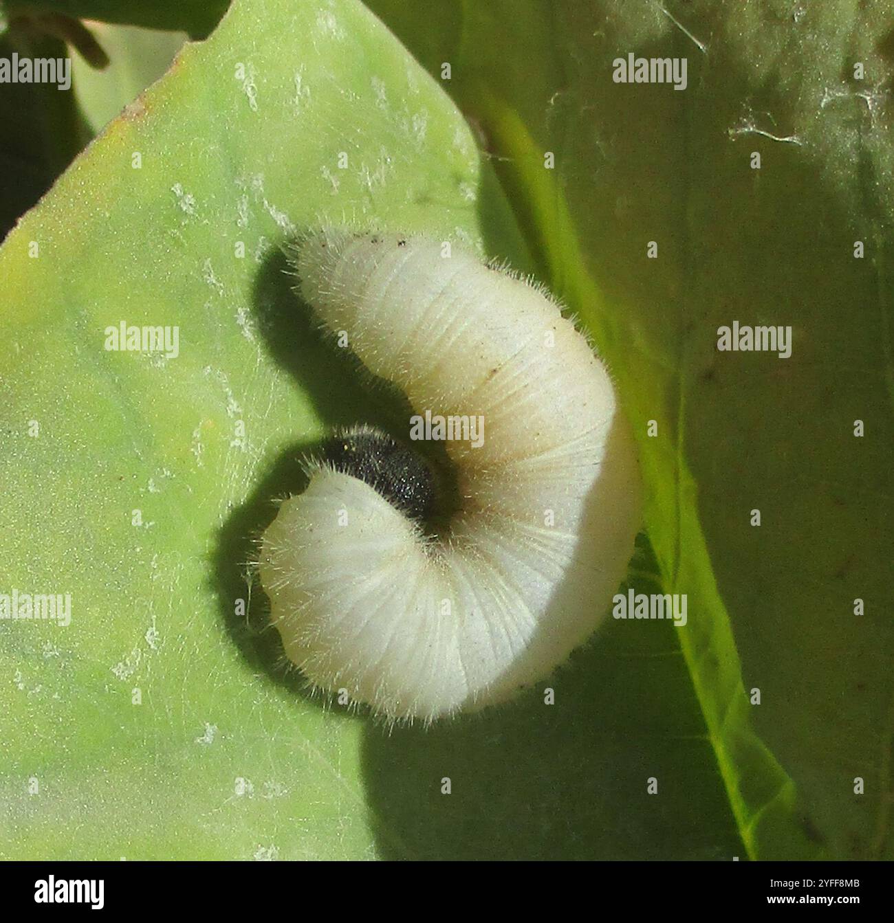 Spread-wing Skippers (Pyrginae Stock Photo - Alamy