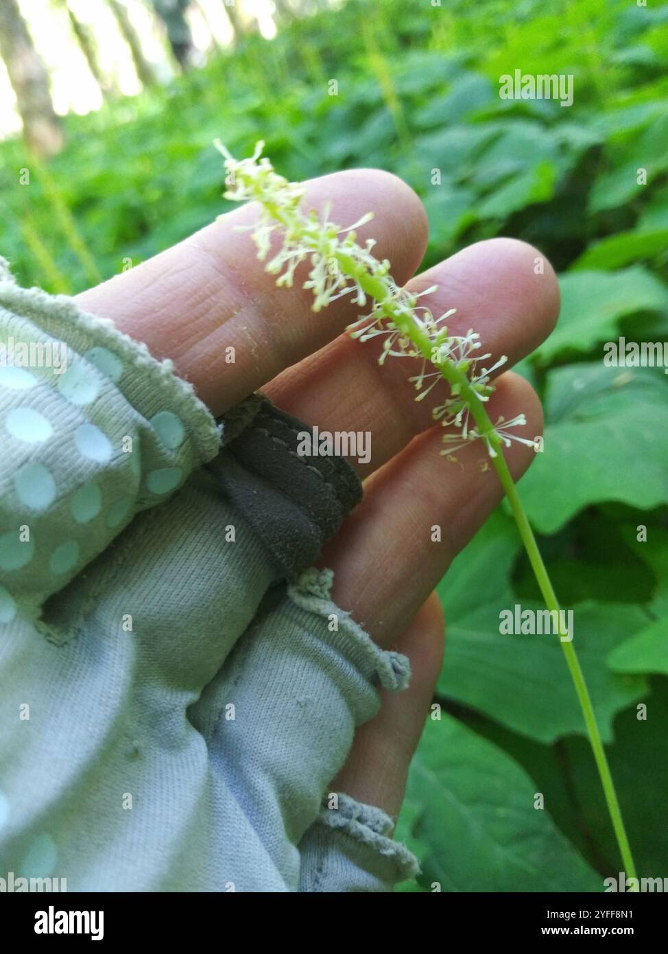 vanilla leaf (Achlys triphylla Stock Photo - Alamy