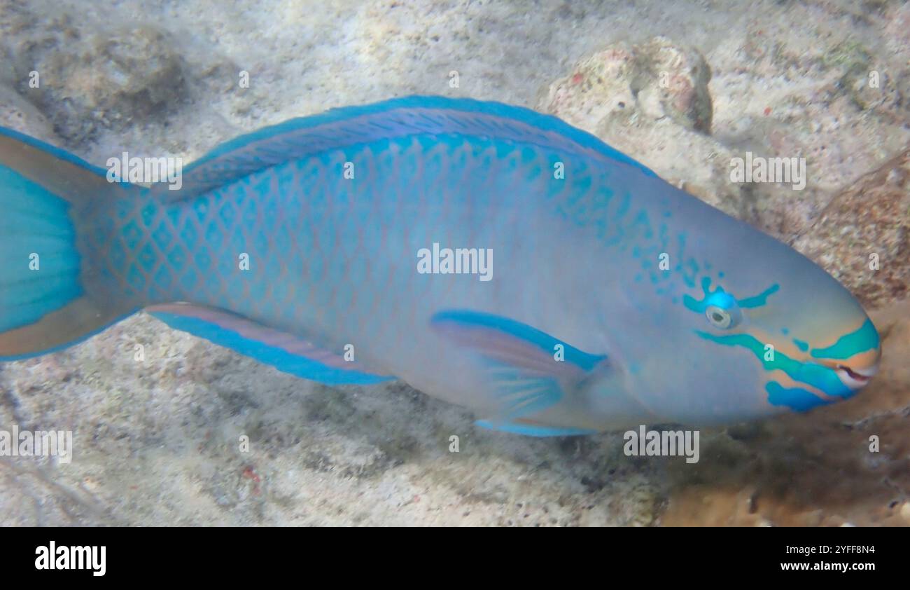 Queen parrotfish hi-res stock photography and images - Alamy