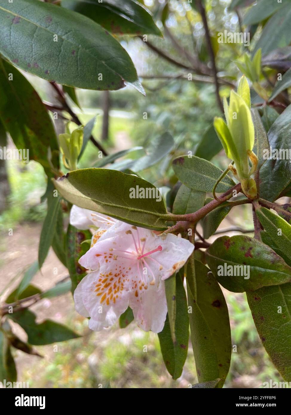 Carolina Rhododendron (Rhododendron carolinianum Stock Photo - Alamy