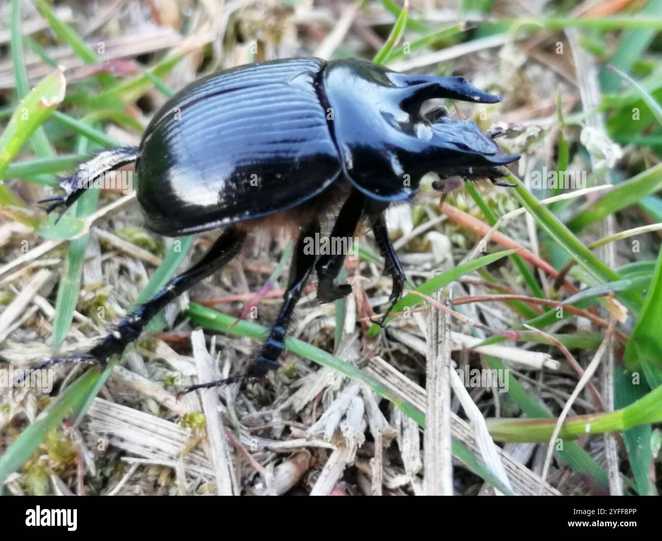 Minotaur Beetle (Typhaeus typhoeus Stock Photo - Alamy