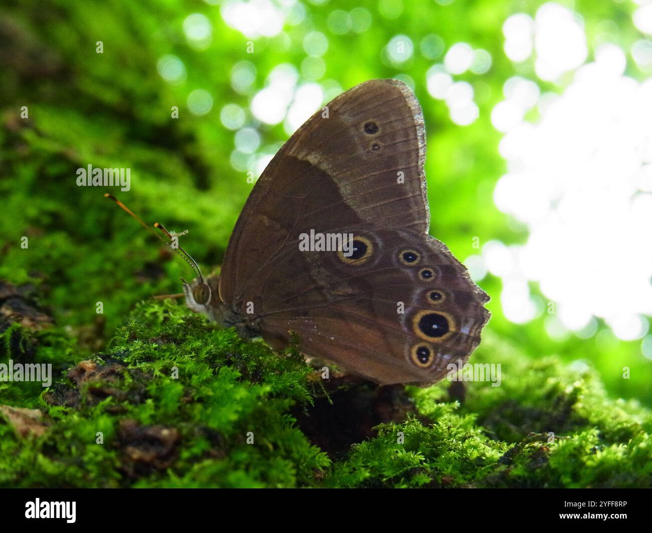 Japanese Treebrown (Lethe sicelis Stock Photo - Alamy