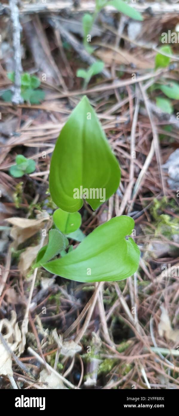 May Lily (Maianthemum bifolium Stock Photo - Alamy