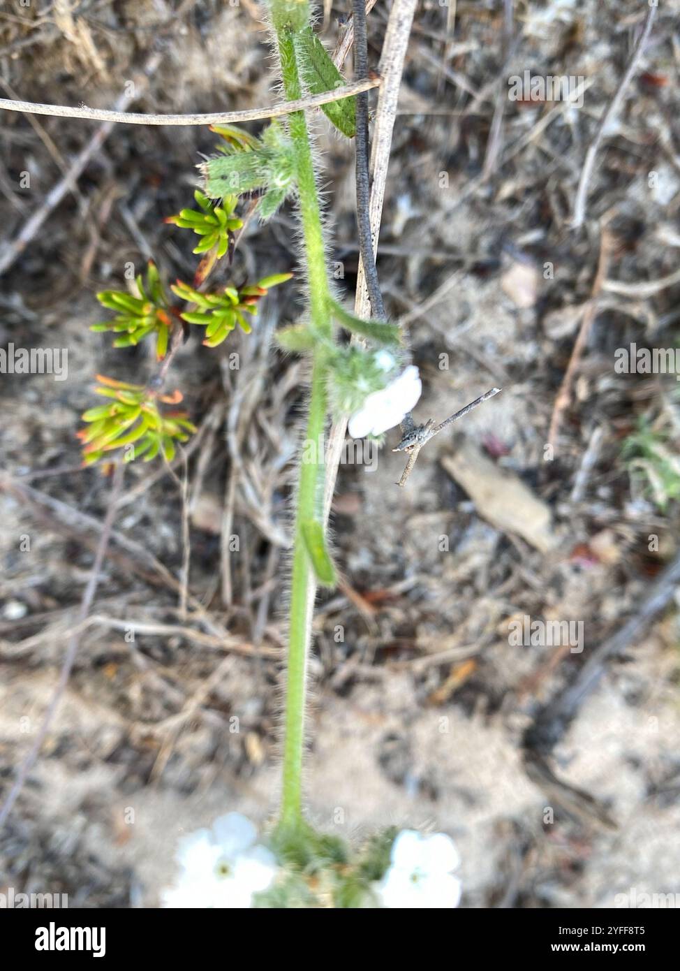 Clearwater cryptantha (Cryptantha intermedia Stock Photo - Alamy