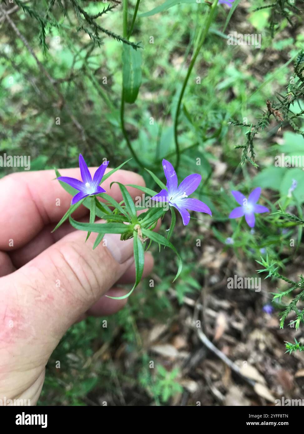 Colorado Venus' Looking-glass (Triodanis coloradoensis Stock Photo - Alamy