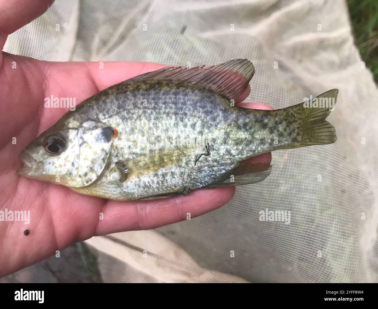 Redear Sunfish (Lepomis microlophus Stock Photo - Alamy