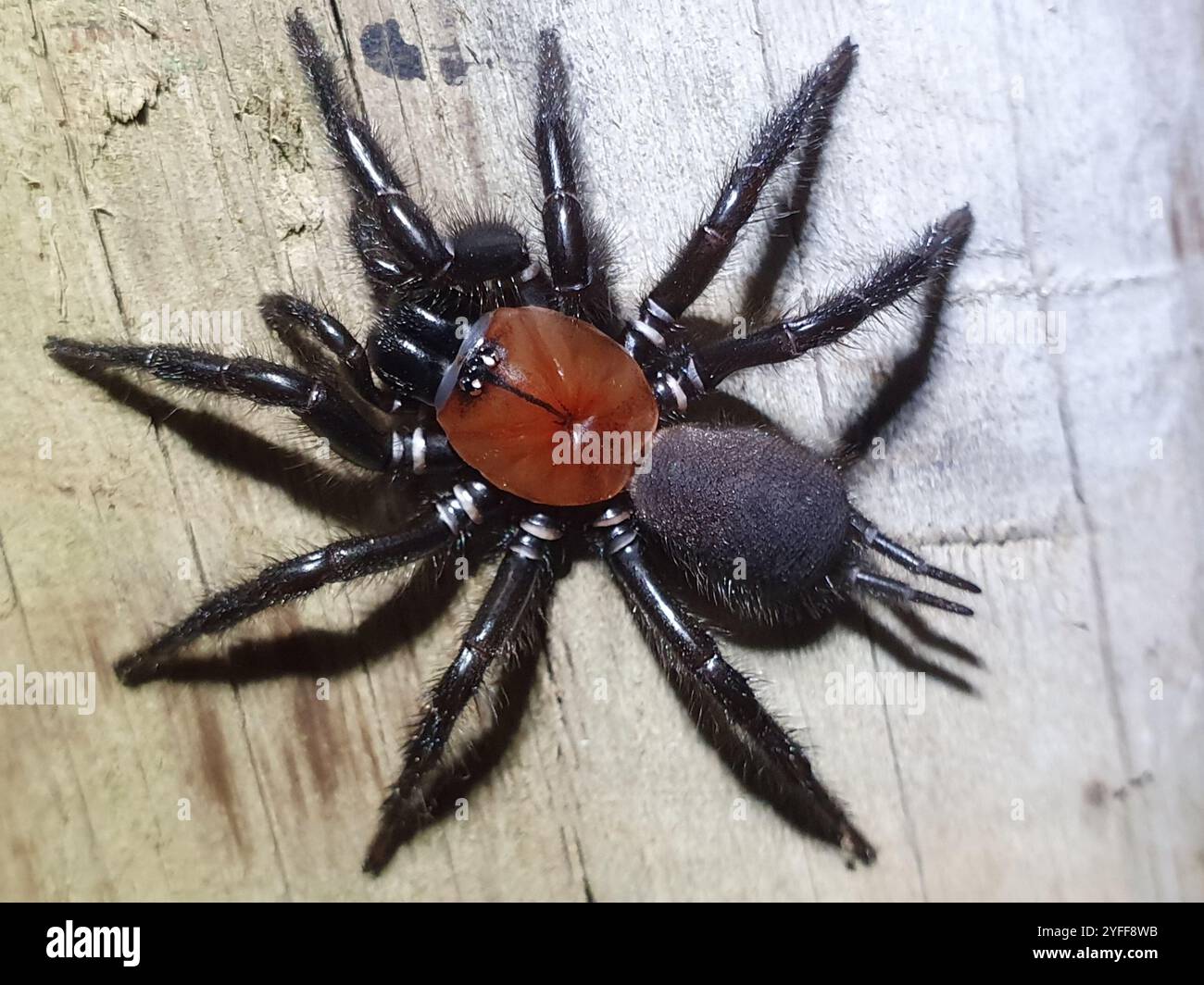 Tunnelweb spider hi-res stock photography and images - Alamy