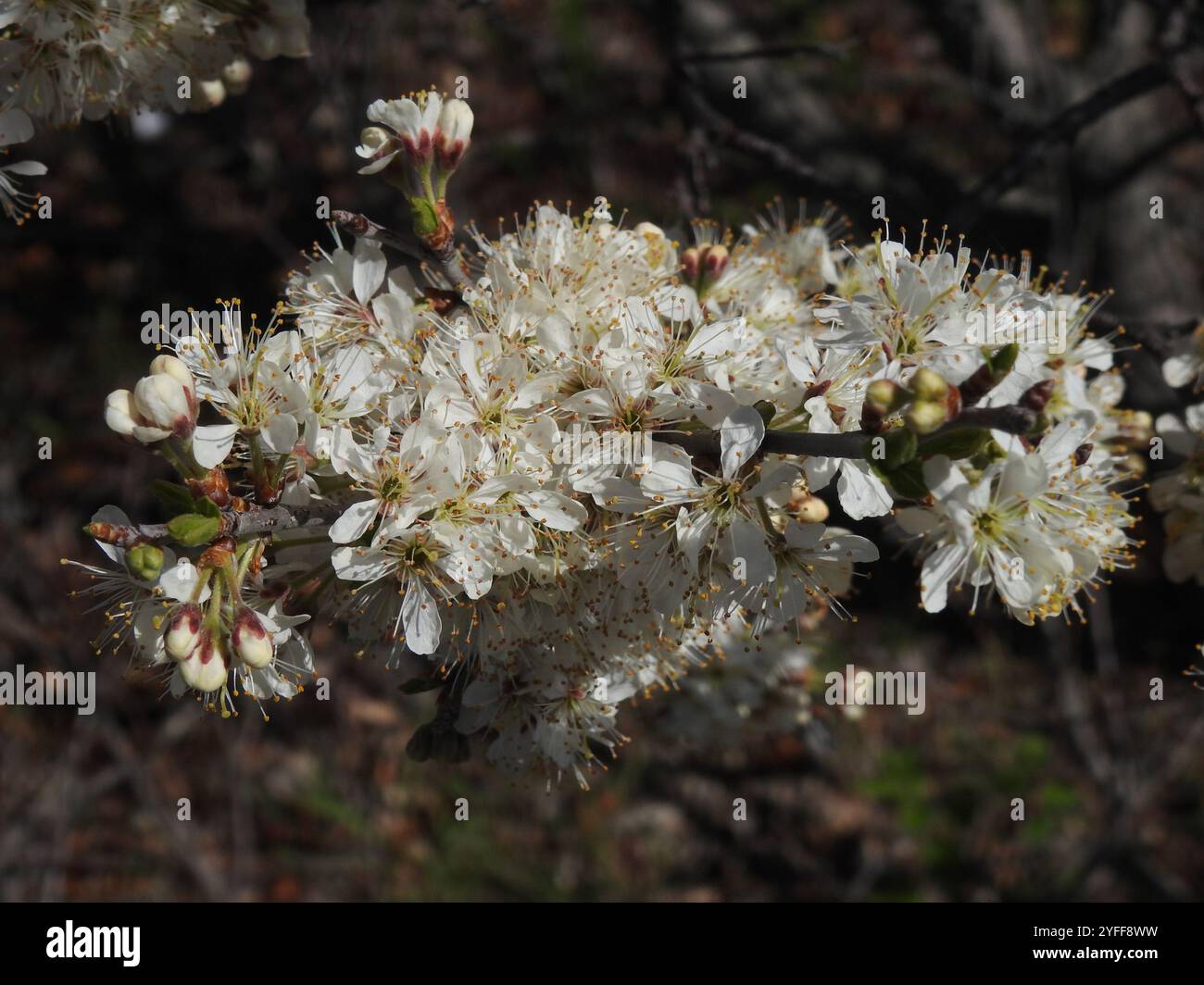 Beach Plum (Prunus maritima Stock Photo - Alamy