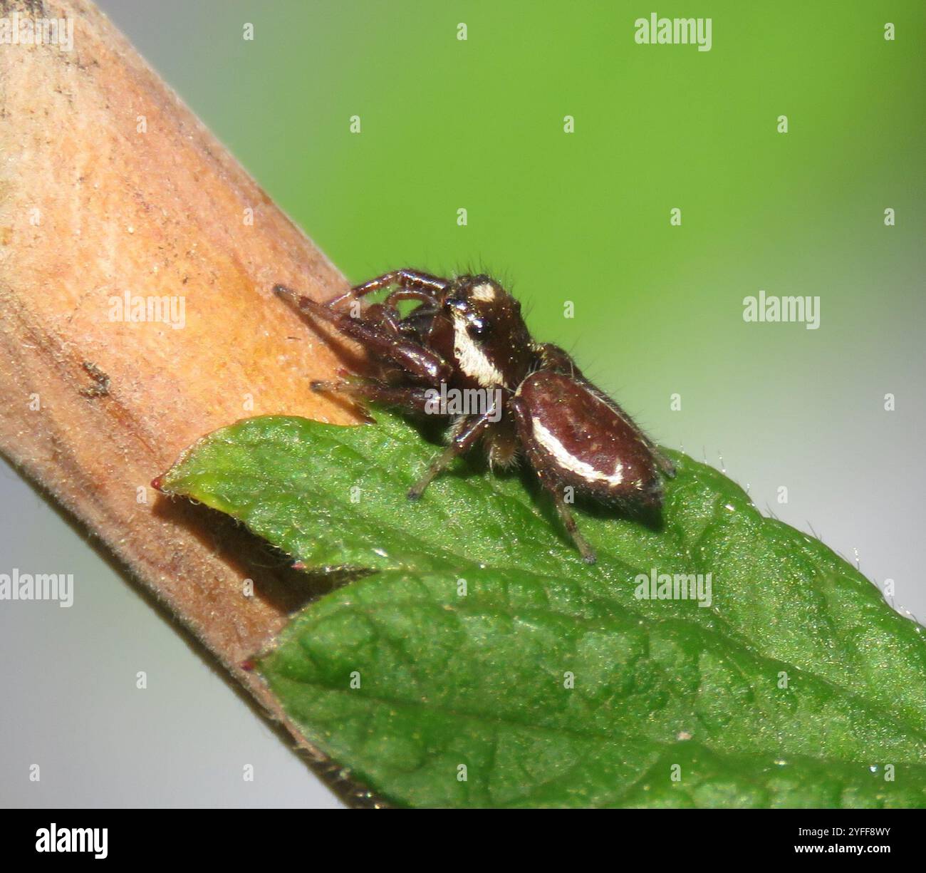Bronze Jumping Spider (Eris militaris Stock Photo - Alamy