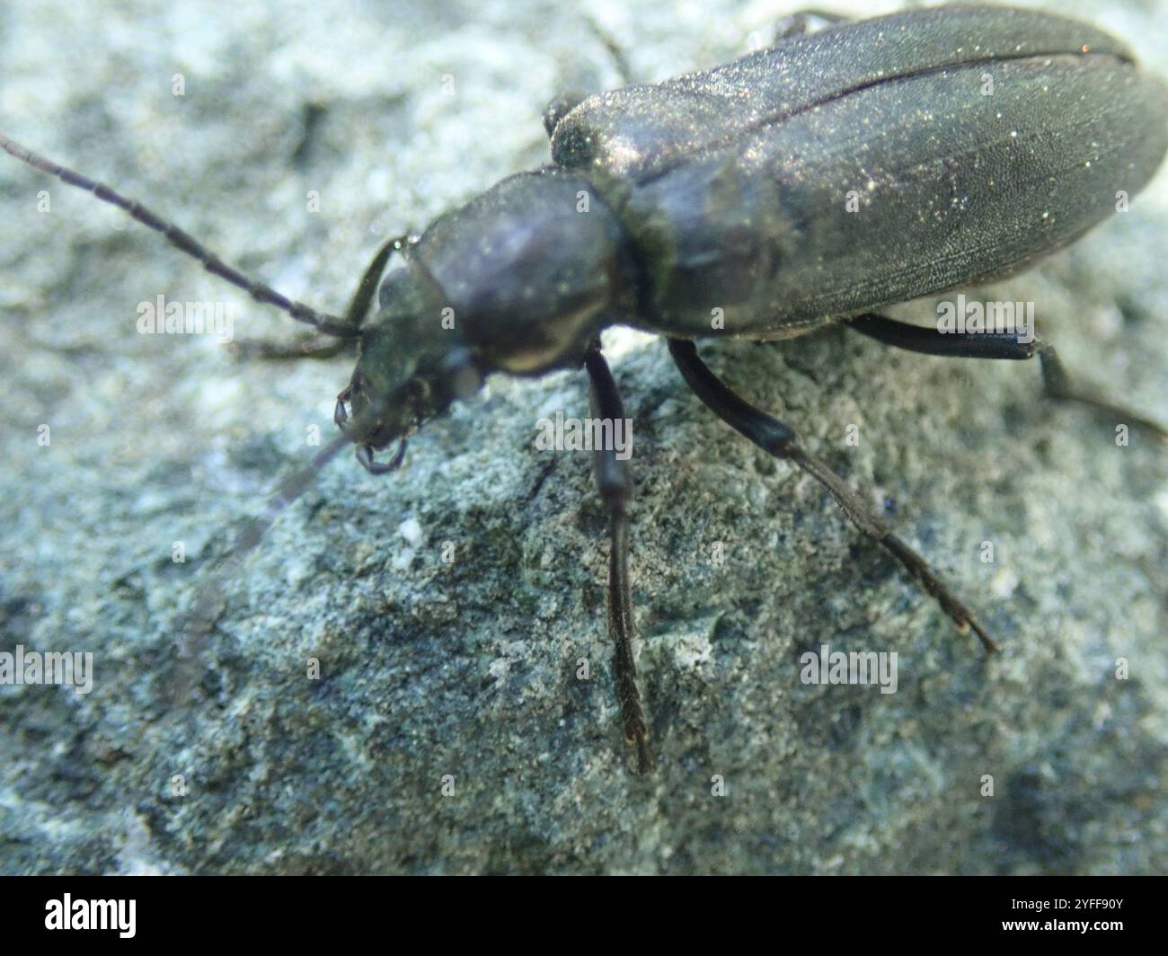 Cedar False Blister Beetle (Ditylus quadricollis Stock Photo - Alamy