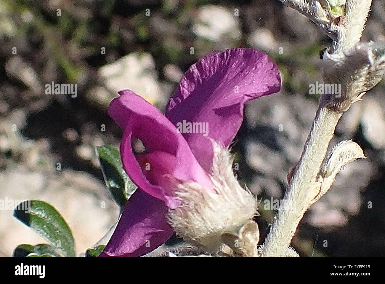 Podalyria hi-res stock photography and images - Alamy