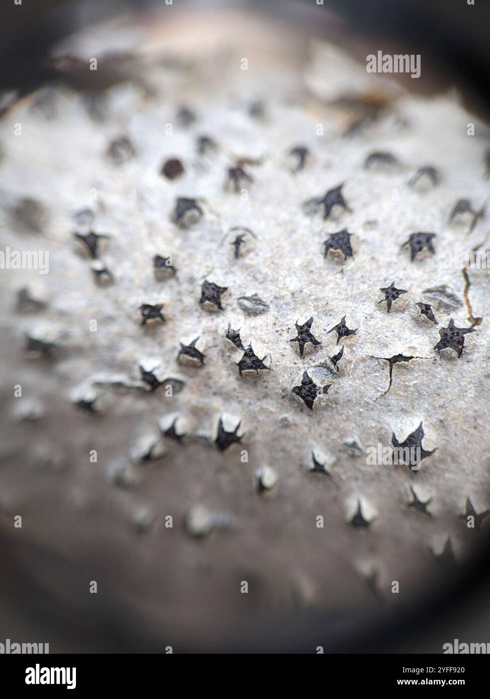 Botryosphaeria hi-res stock photography and images - Alamy