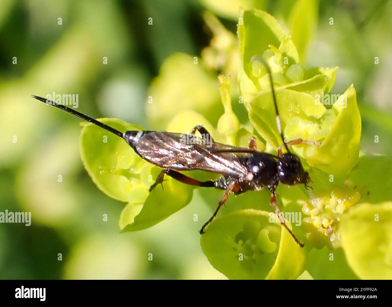 Cryptinae hi-res stock photography and images - Alamy