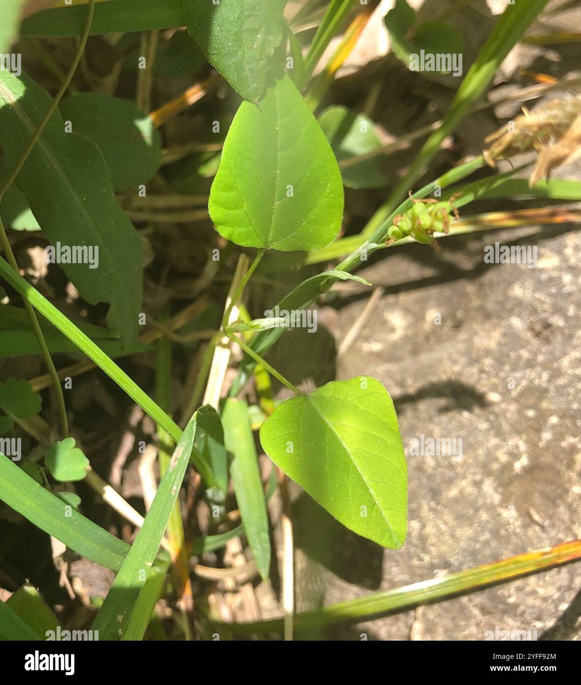 American hog-peanut (Amphicarpaea bracteata Stock Photo - Alamy