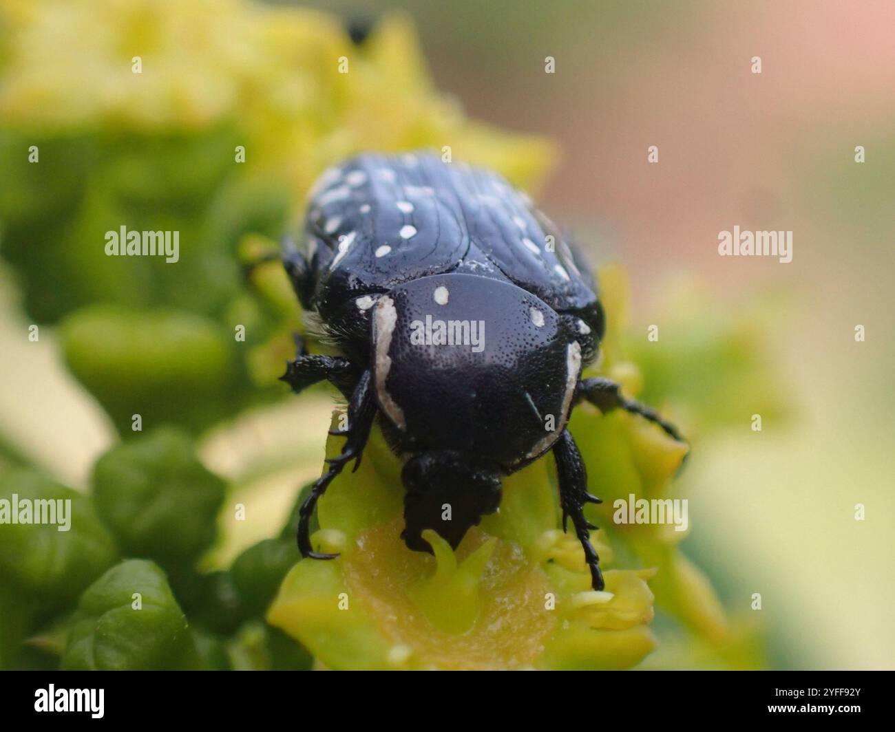 Middle Eastern Flower Scarab (Oxythyrea cinctella Stock Photo - Alamy