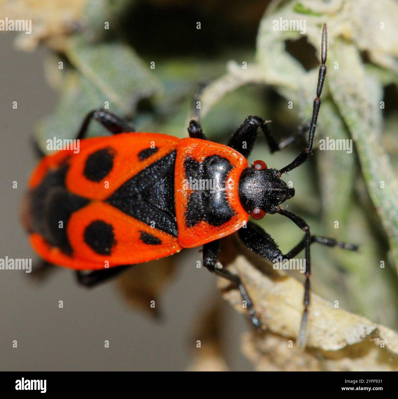 European Firebug (Pyrrhocoris apterus Stock Photo - Alamy