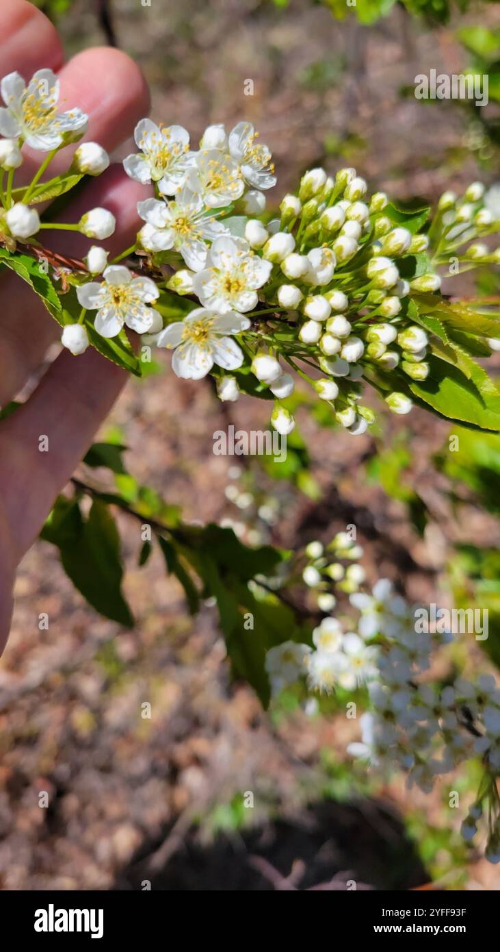 fire cherry (Prunus pensylvanica Stock Photo - Alamy
