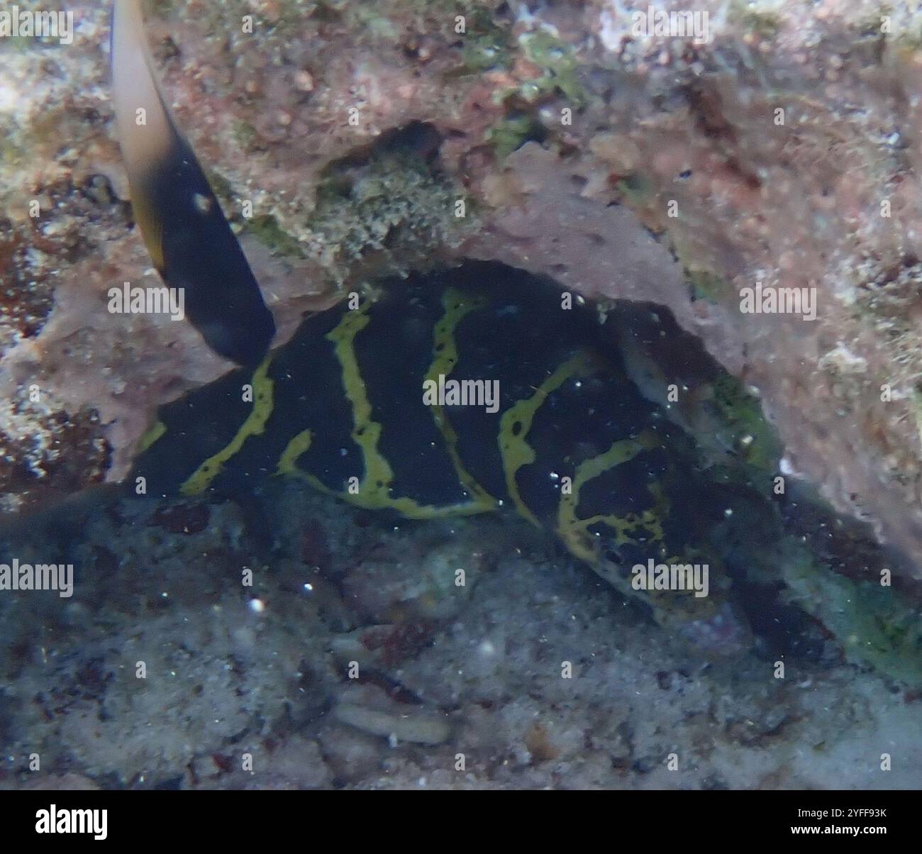 Chain Moray (Echidna catenata Stock Photo - Alamy