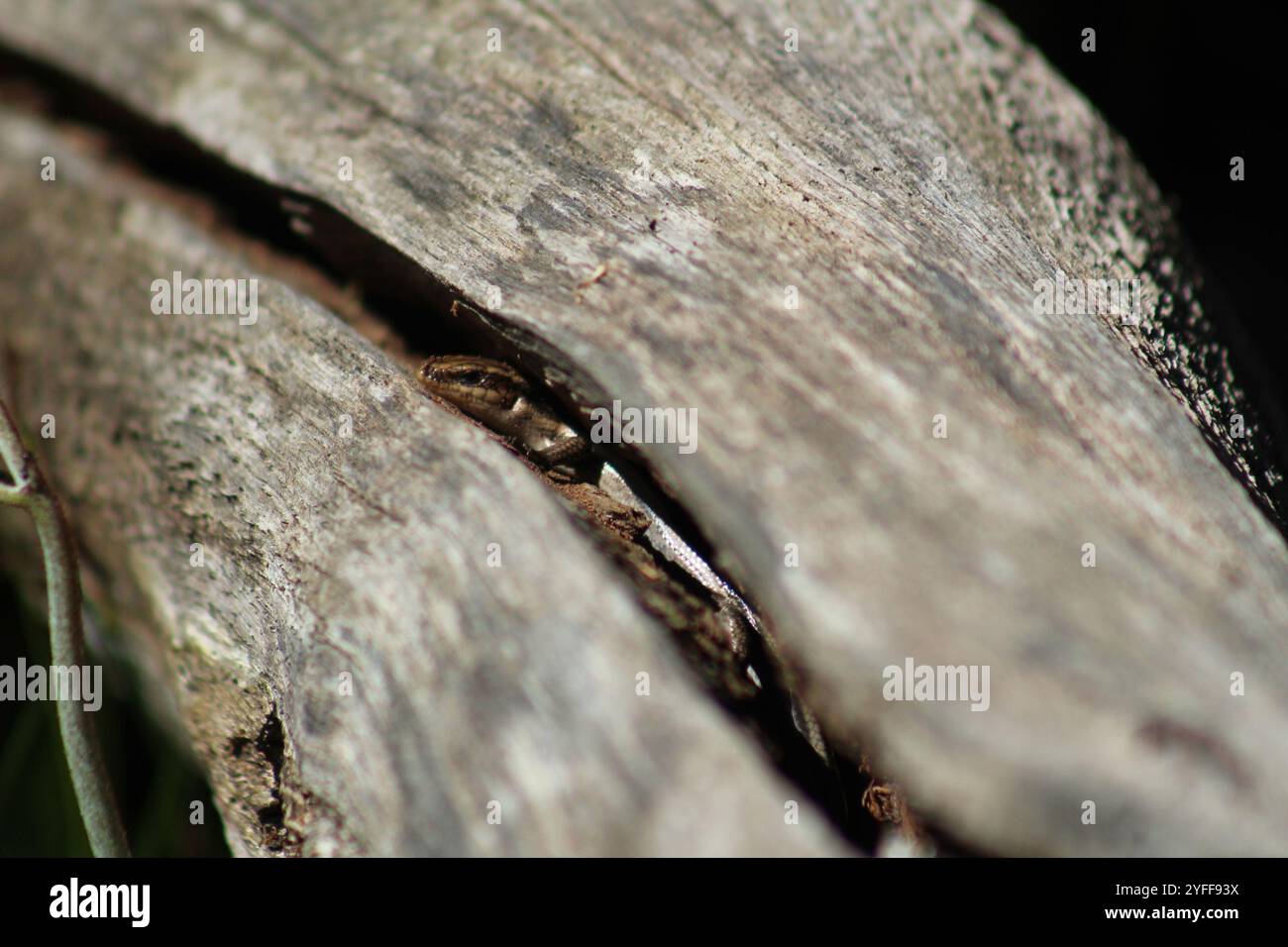 Common Five-lined Skink (Plestiodon fasciatus Stock Photo - Alamy