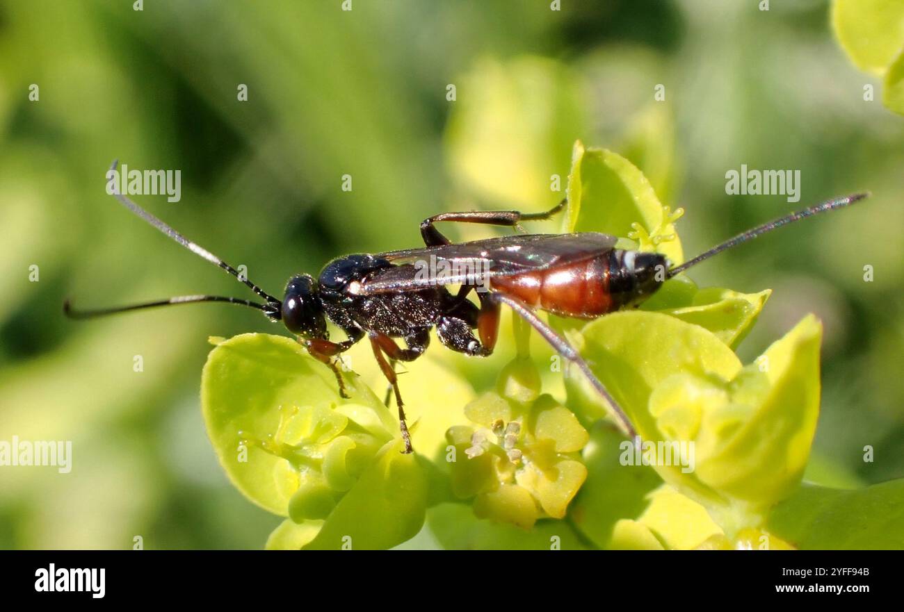 Cryptinae hi-res stock photography and images - Alamy