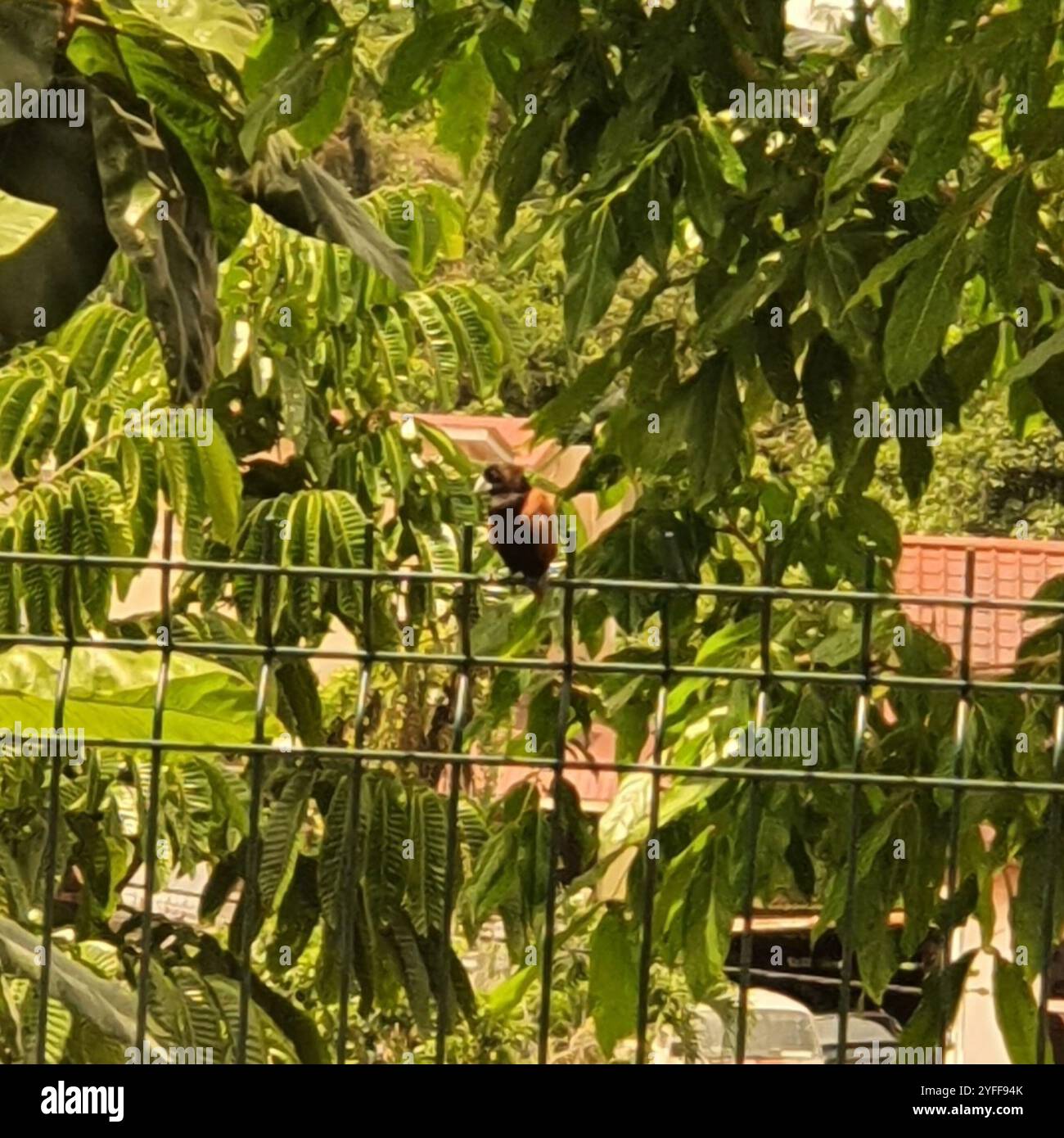 Chestnut Munia (Lonchura atricapilla Stock Photo - Alamy