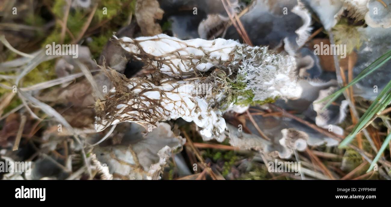dog pelt lichen (Peltigera canina Stock Photo - Alamy