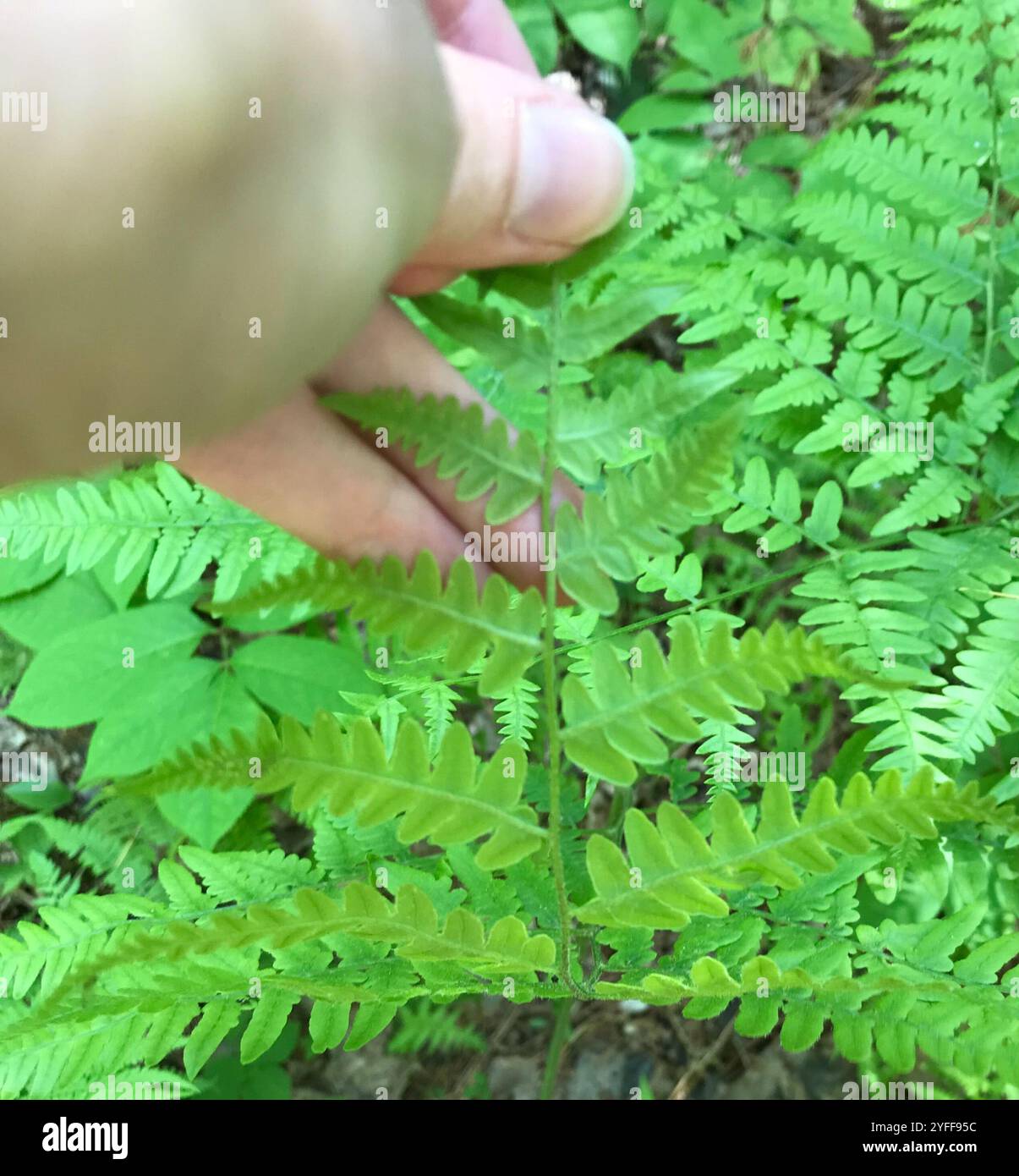 eagle fern (Pteridium aquilinum latiusculum Stock Photo - Alamy