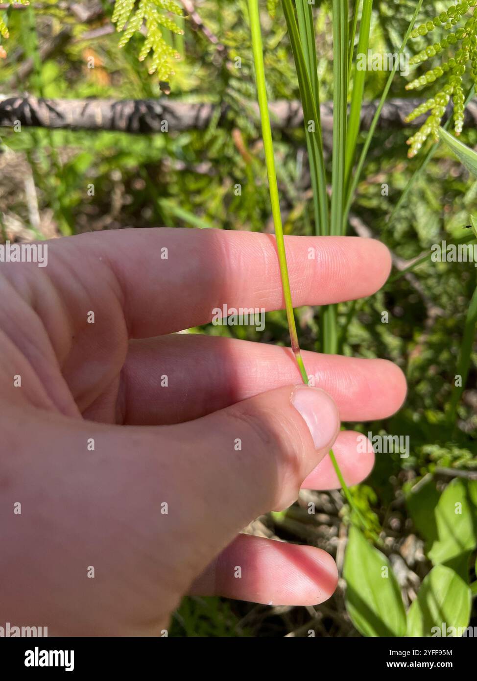 White-grained Mountain-ricegrass (Oryzopsis asperifolia Stock Photo - Alamy