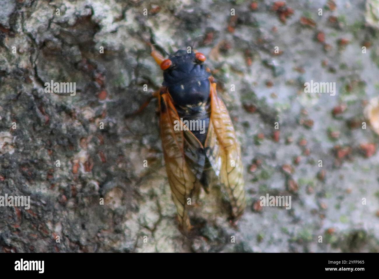 Periodical Cicadas (Magicicada Stock Photo - Alamy