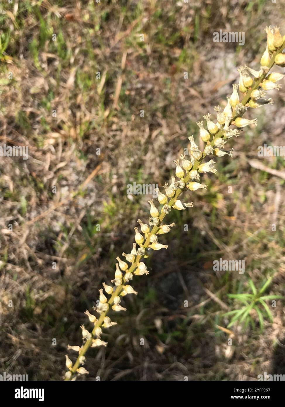 Aletris lutea hi-res stock photography and images - Alamy