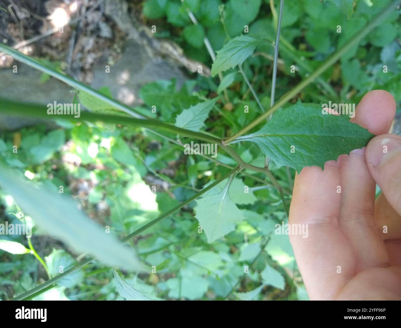 nipplewort (Lapsana communis Stock Photo - Alamy