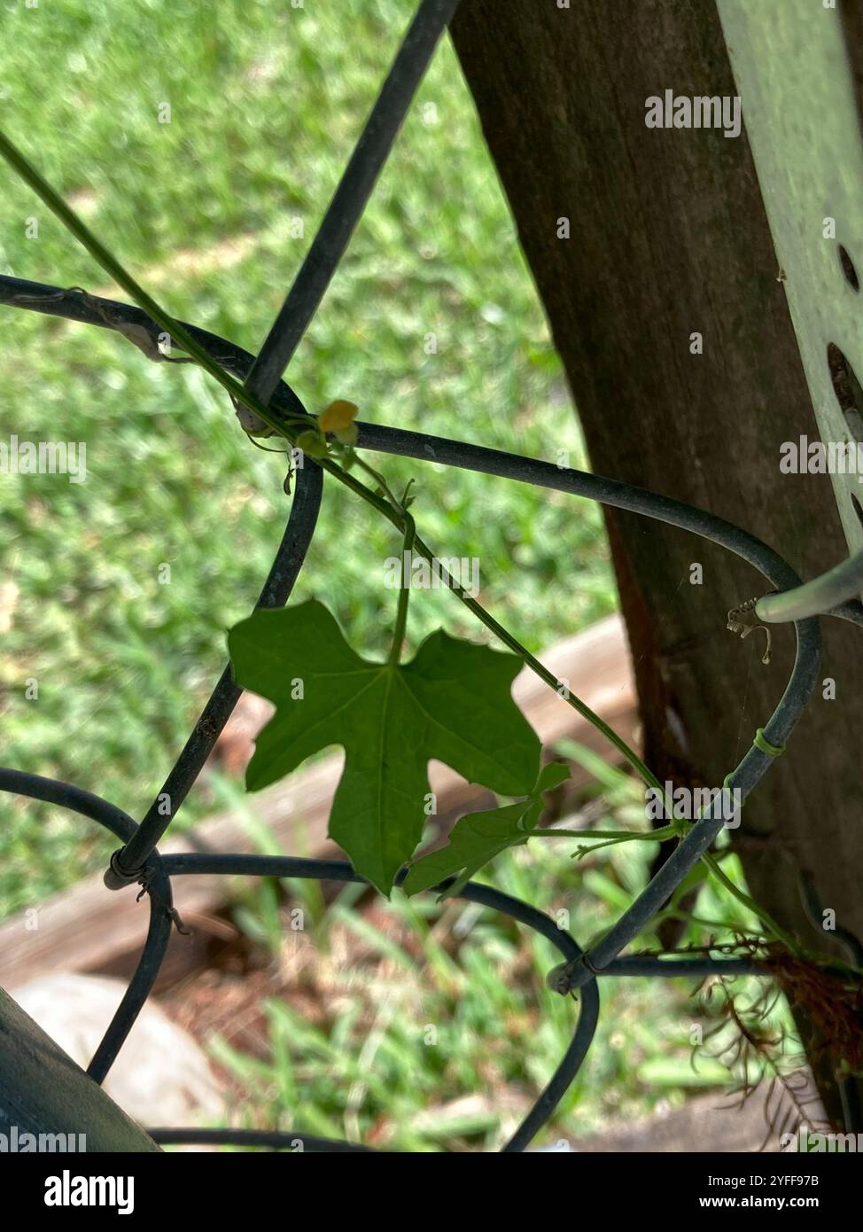 creeping cucumber (Melothria pendula Stock Photo - Alamy