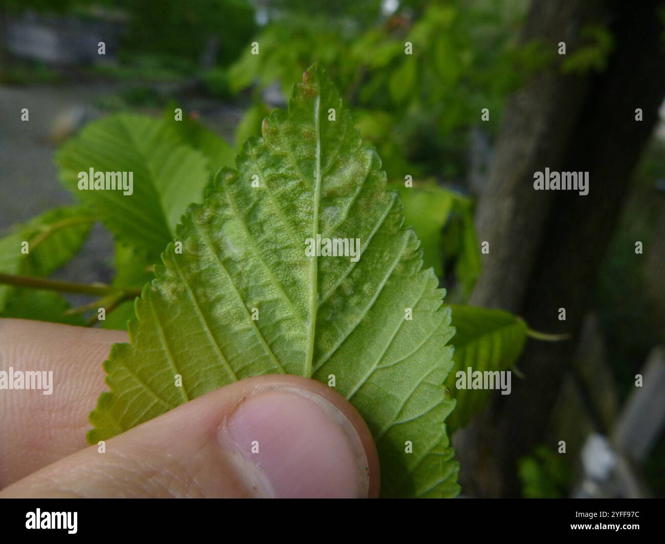 Sack gall hi-res stock photography and images - Alamy