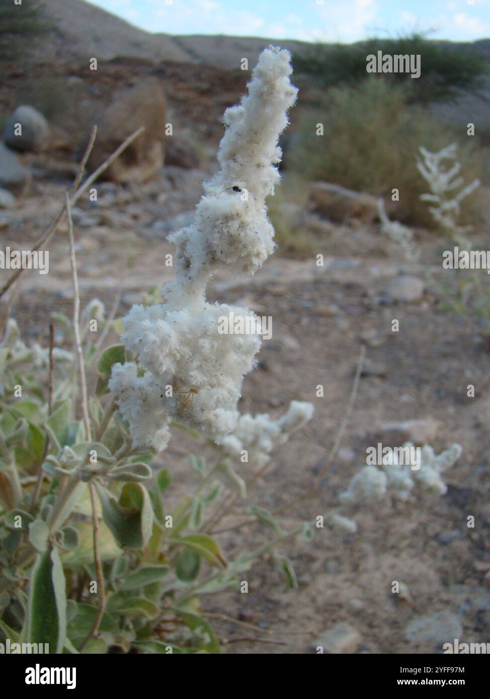 kapok bush (Aerva javanica Stock Photo - Alamy