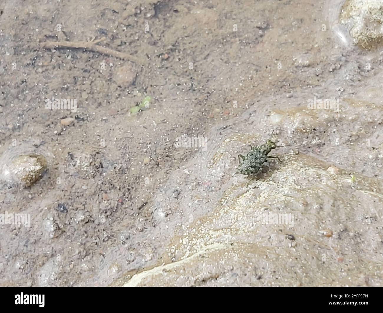 Marsh ground beetles hi-res stock photography and images - Alamy