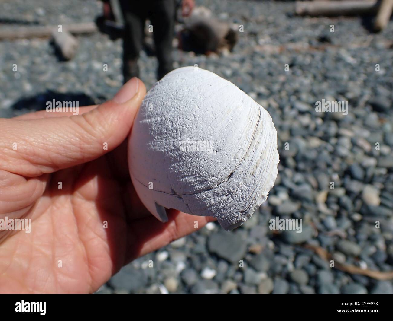 Butter Clam (Saxidomus gigantea Stock Photo - Alamy