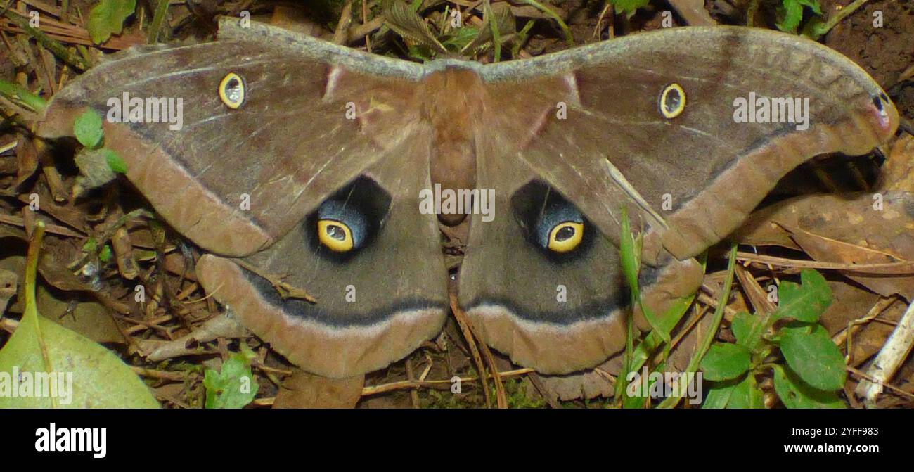Polyphemus Moth (Antheraea polyphemus Stock Photo - Alamy