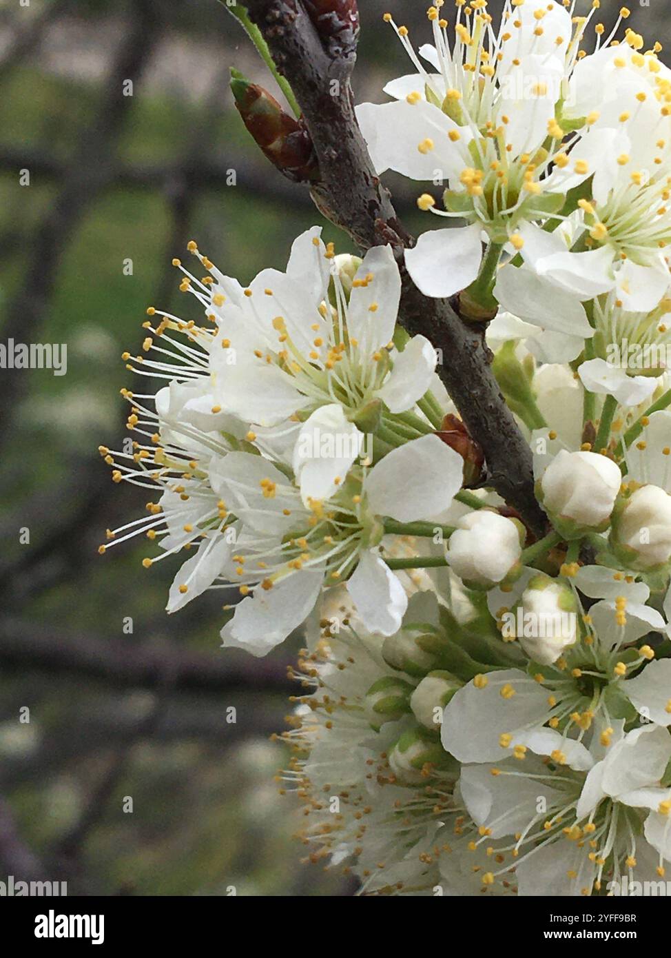 Beach Plum (Prunus maritima Stock Photo - Alamy