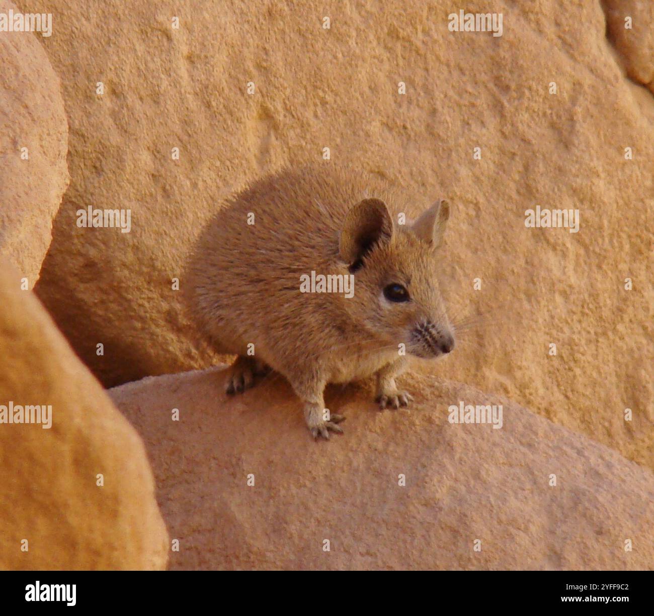 Golden Spiny Mouse (Acomys russatus Stock Photo - Alamy