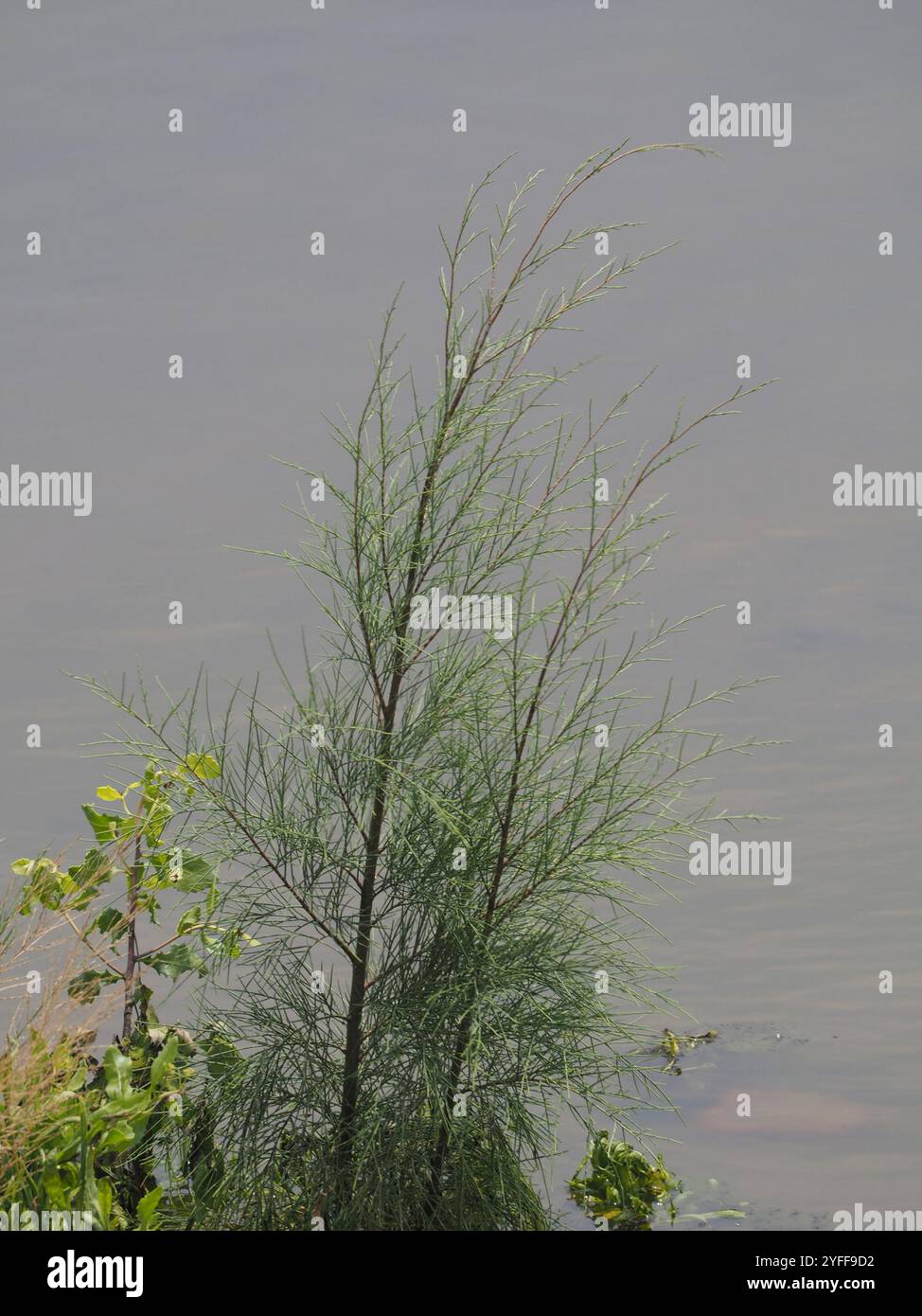 athel tamarisk (Tamarix aphylla Stock Photo - Alamy