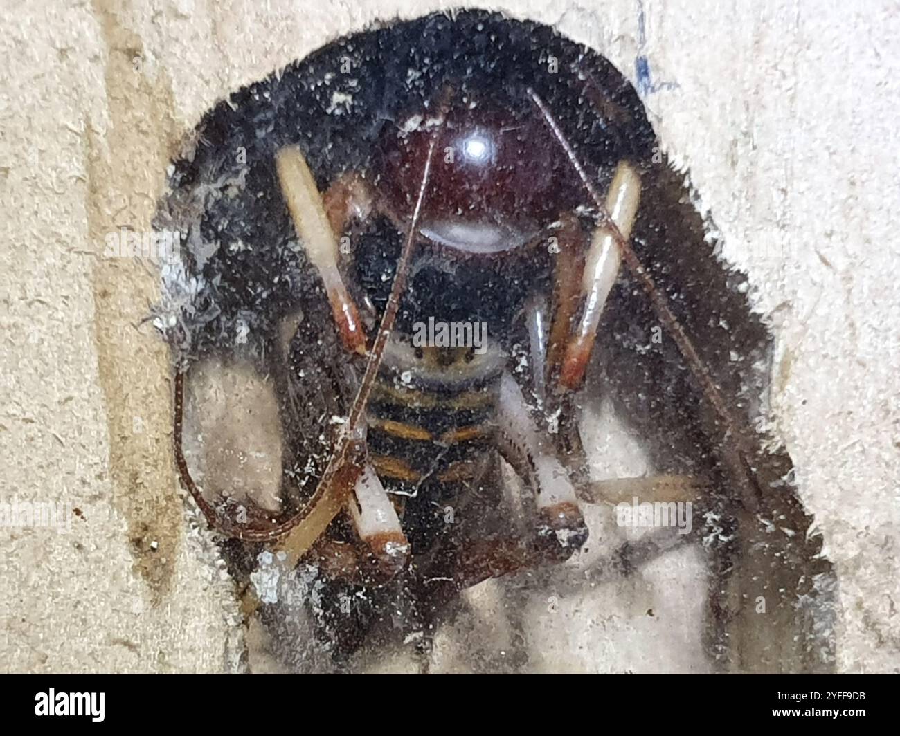Wellington Tree Wētā (Hemideina crassidens Stock Photo - Alamy