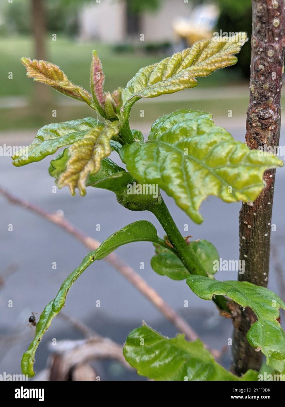 Oak Petiole Gall Wasp (Andricus quercuspetiolicola Stock Photo - Alamy