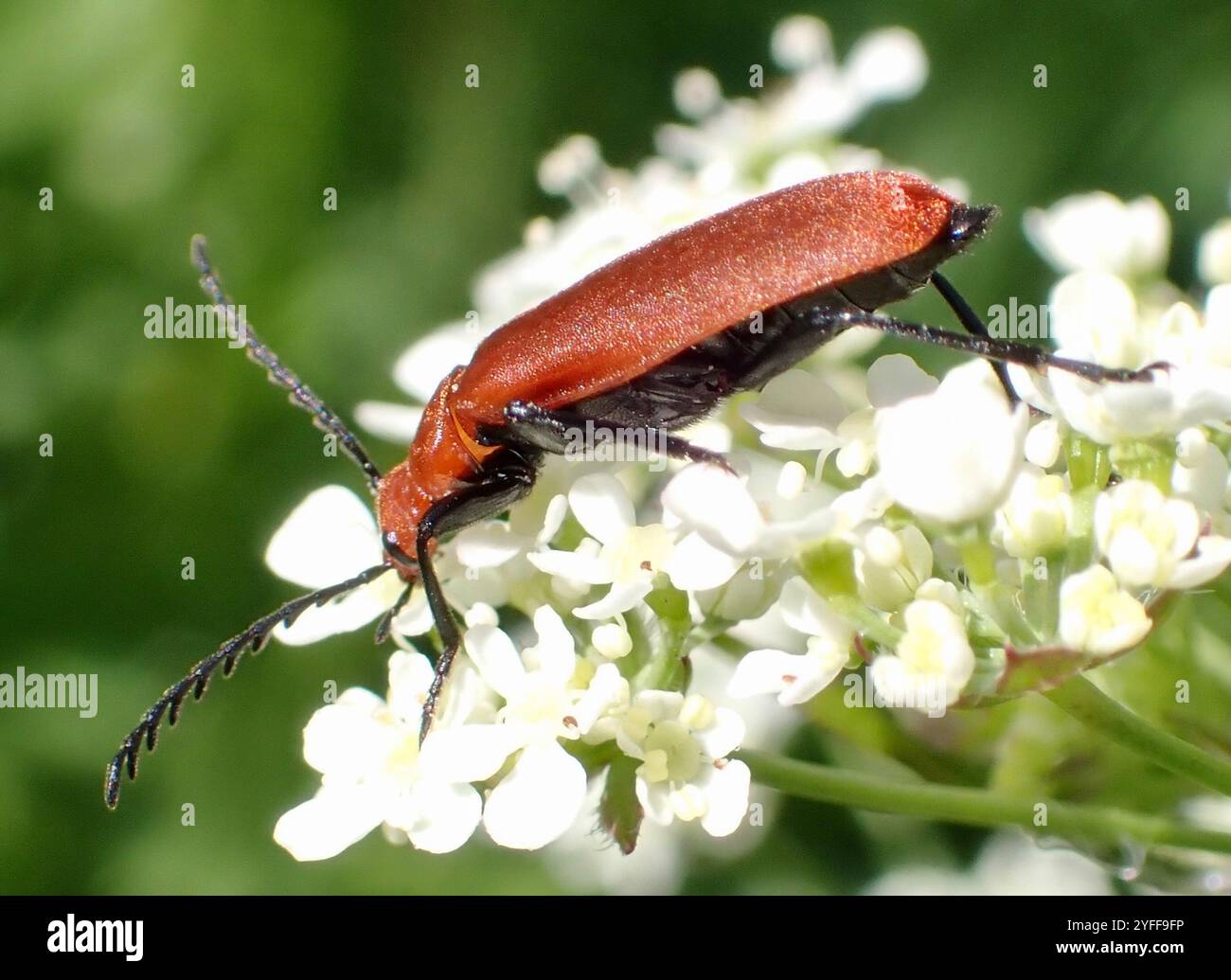Common Cardinal Beetle (Pyrochroa serraticornis Stock Photo - Alamy