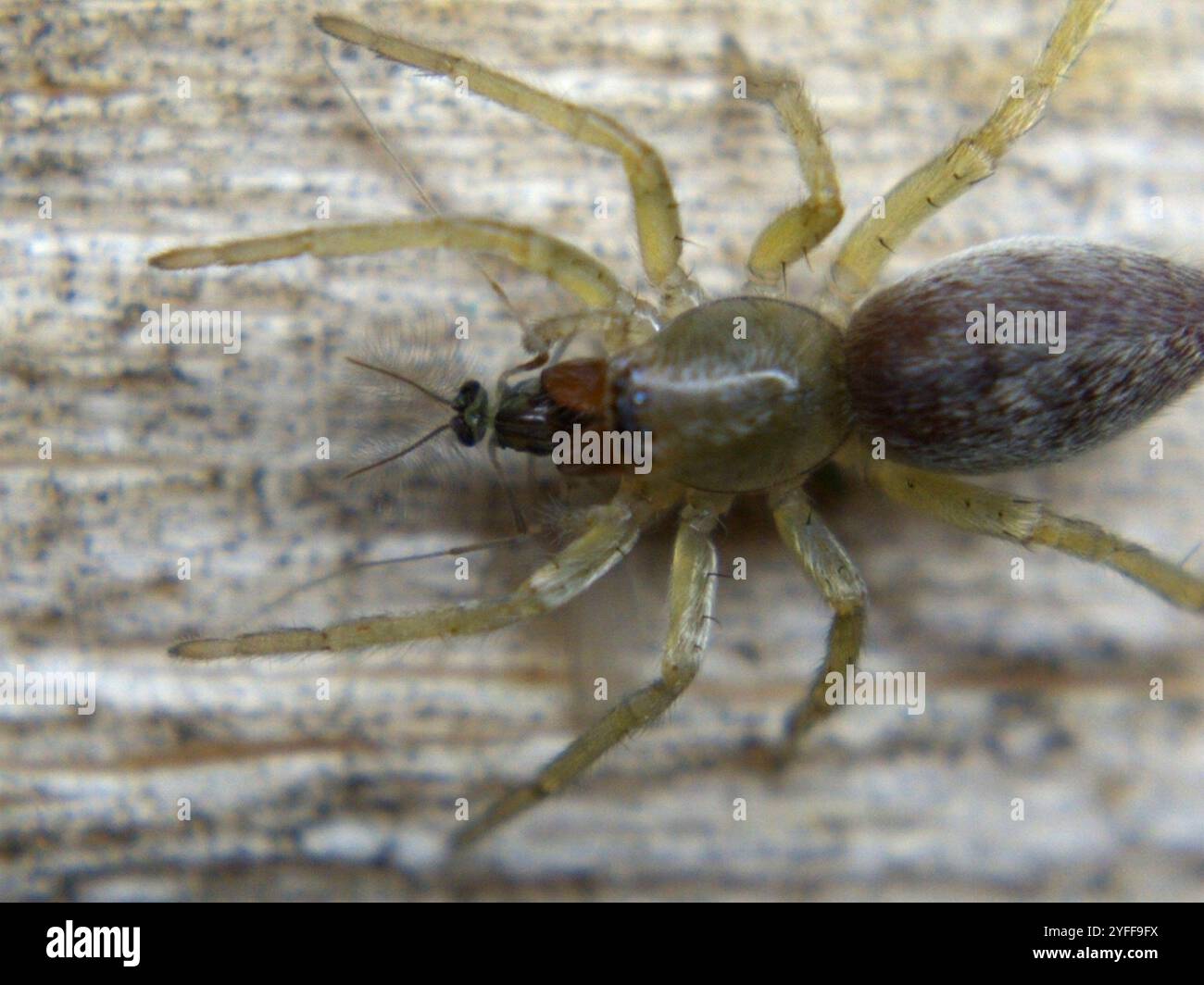 Non-biting Midges (Chironomidae Stock Photo - Alamy