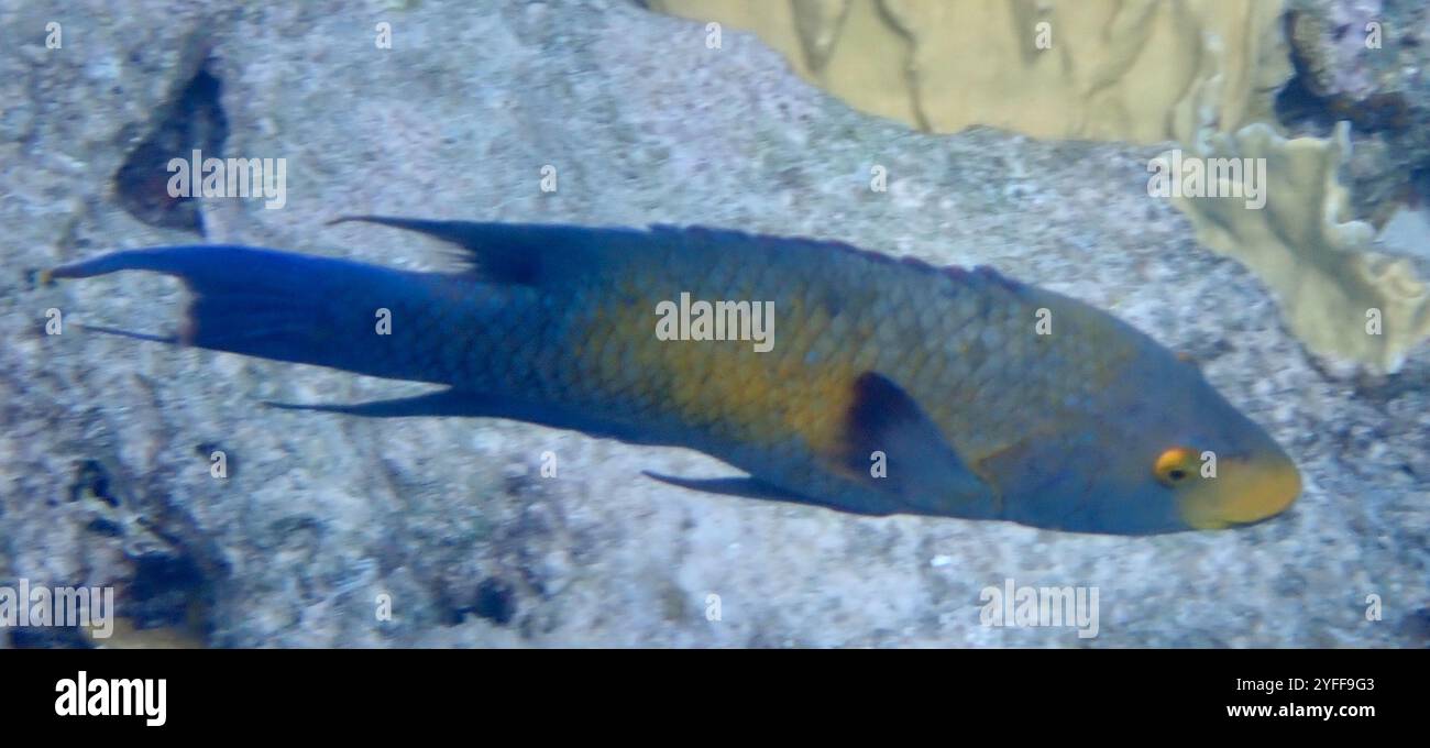 Spanish Hogfish (Bodianus rufus Stock Photo - Alamy