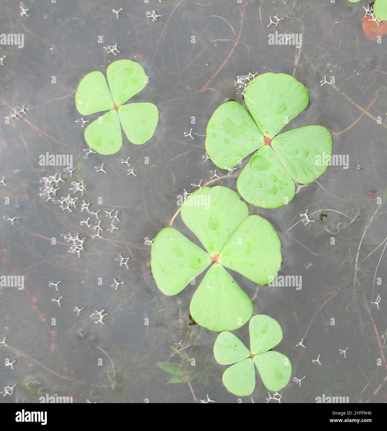 Helicopter Ferns (Marsilea Stock Photo - Alamy