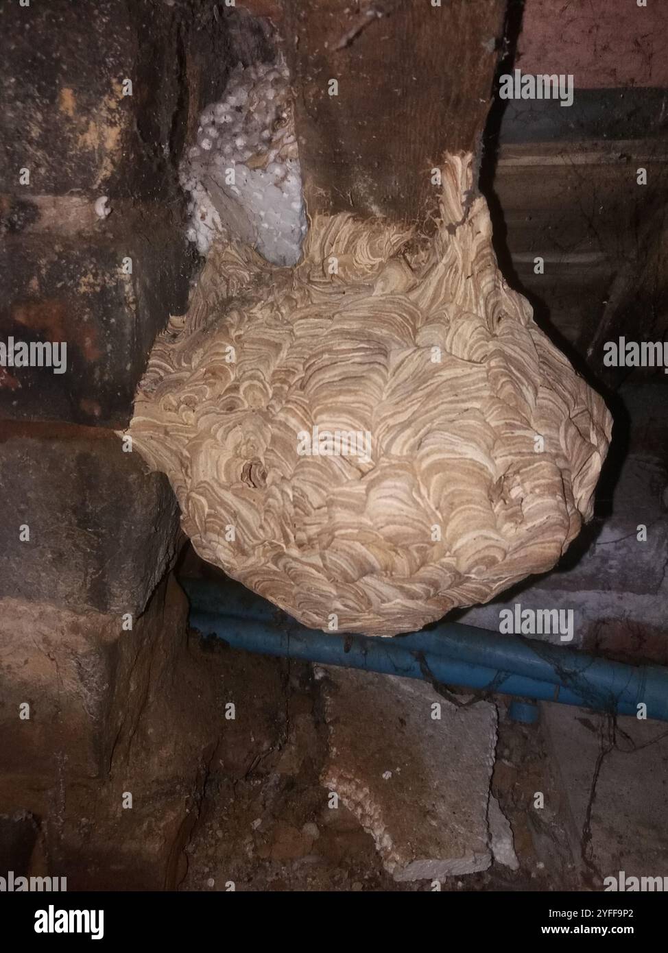 Hornets and Yellowjackets (Vespinae Stock Photo - Alamy