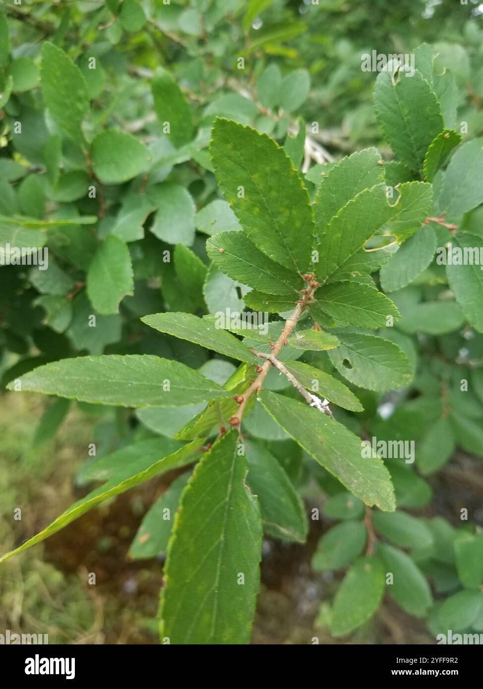 Cedar Elm (Ulmus crassifolia Stock Photo - Alamy