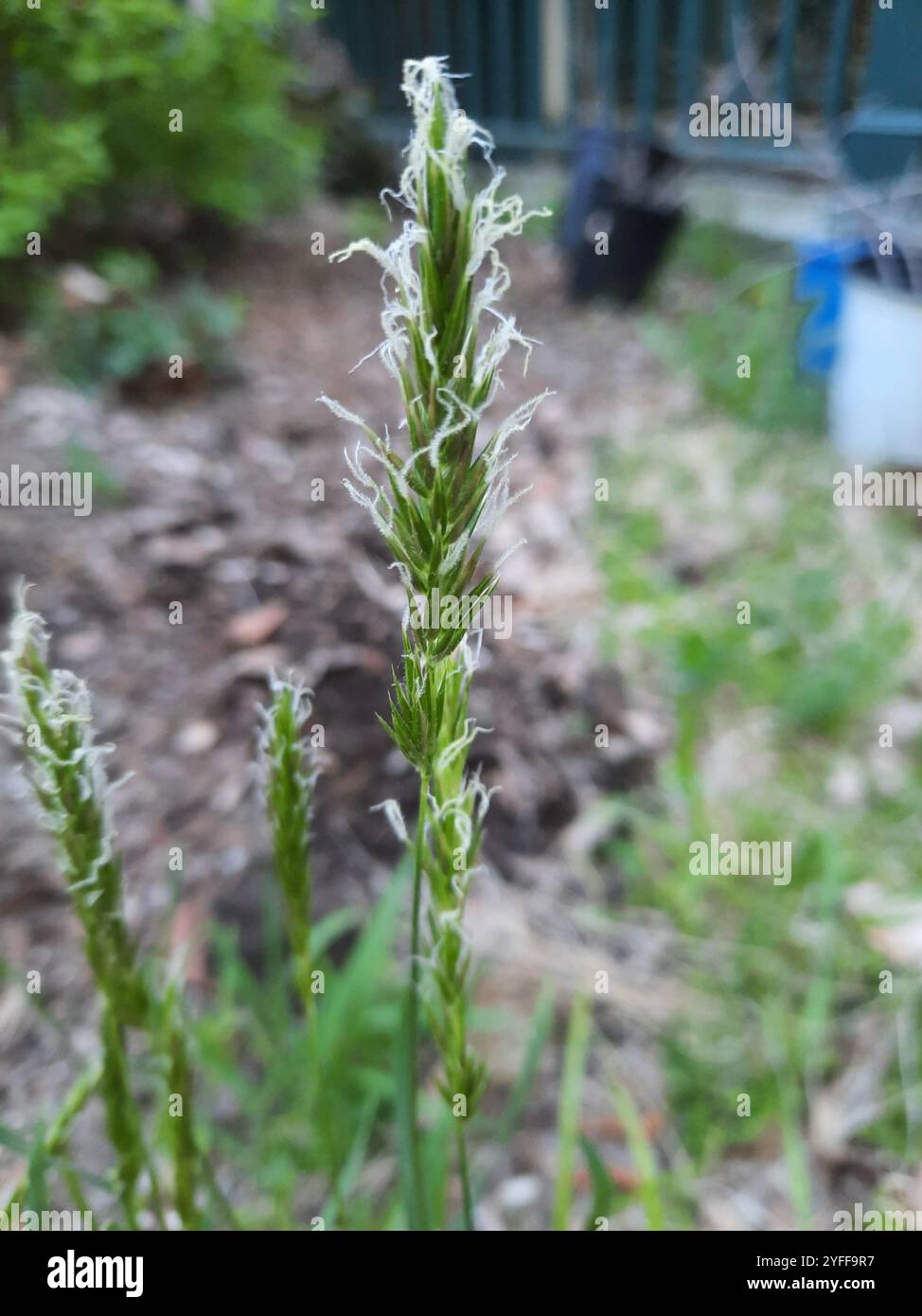 sweet vernal grass (Anthoxanthum odoratum Stock Photo - Alamy