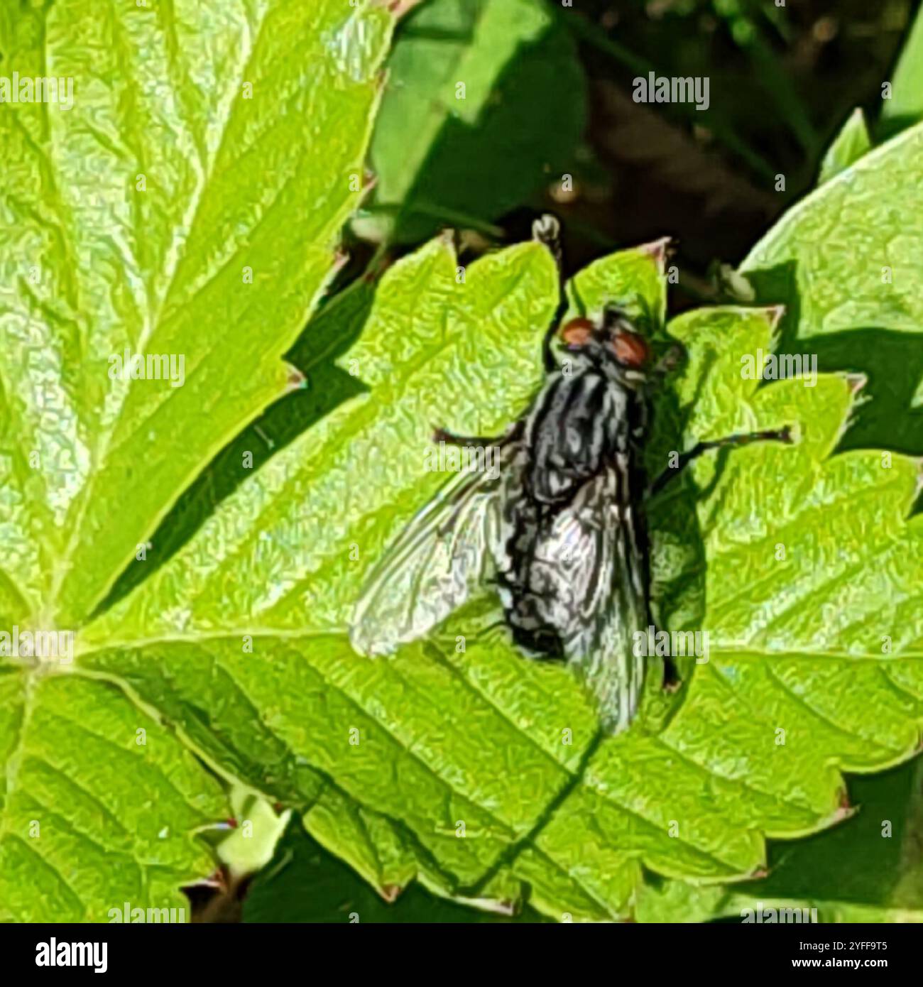 Common Flesh Flies (Sarcophaga Stock Photo - Alamy